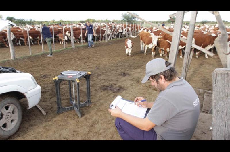 Cinco Personas Van A Juicio Por Robo De Ganado El Diario De La Pampa