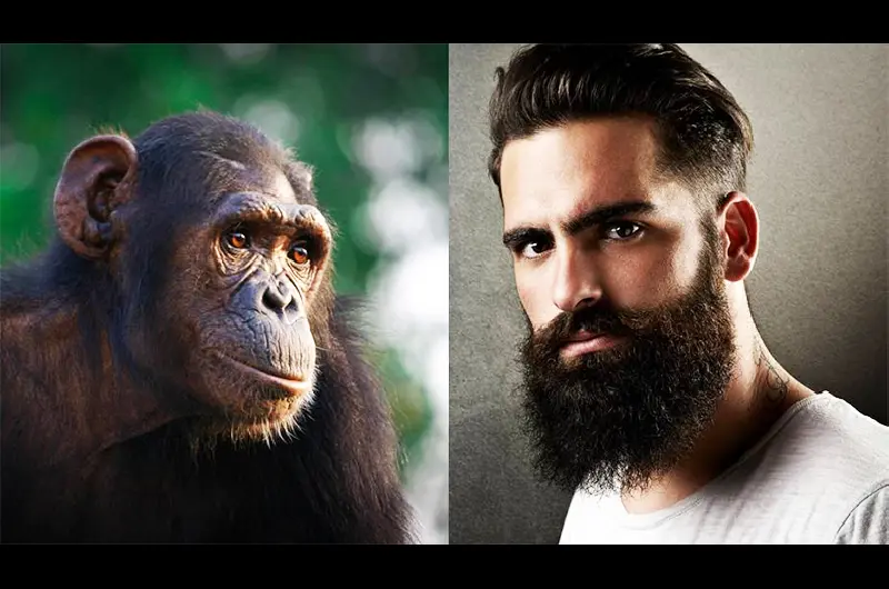 Identifican la parte del ADN que diferencia a los humanos de los ...