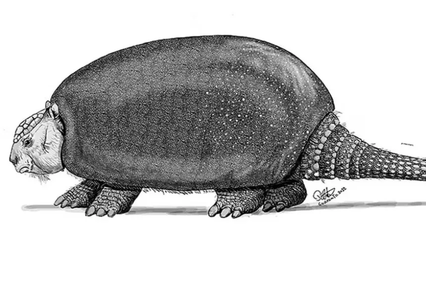 Descubrieron una nueva especie de gliptodonte en Argentina :: El Diario ...