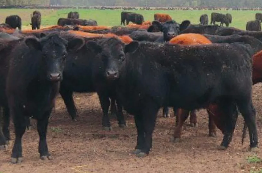 Confirman casos de carbunco animal en el norte :: El Diario de La Pampa