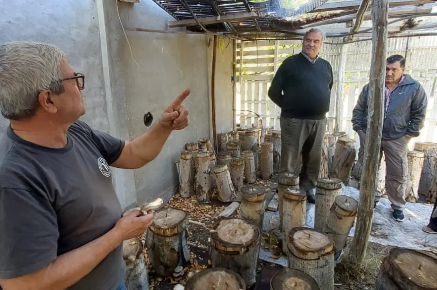 Comenzó la cosecha de hongos gírgolas en la zona bajo riego de El ...