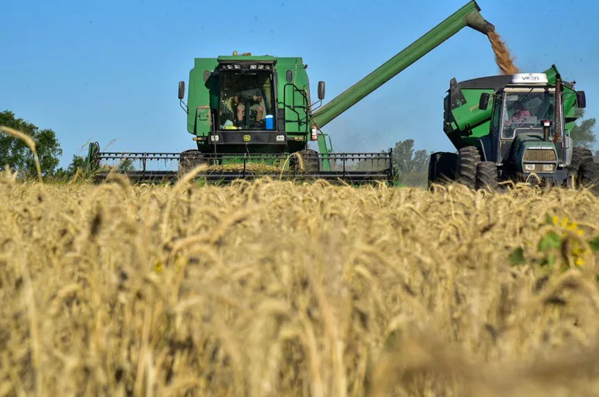 Cosecha Fina: desafíos y expectativas en un año de sequía e ...
