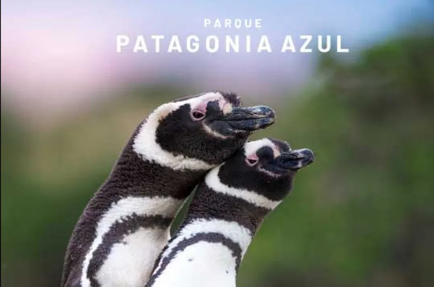 Patagonia Azul: una nueva reserva marina impulsa el turismo y protege ...