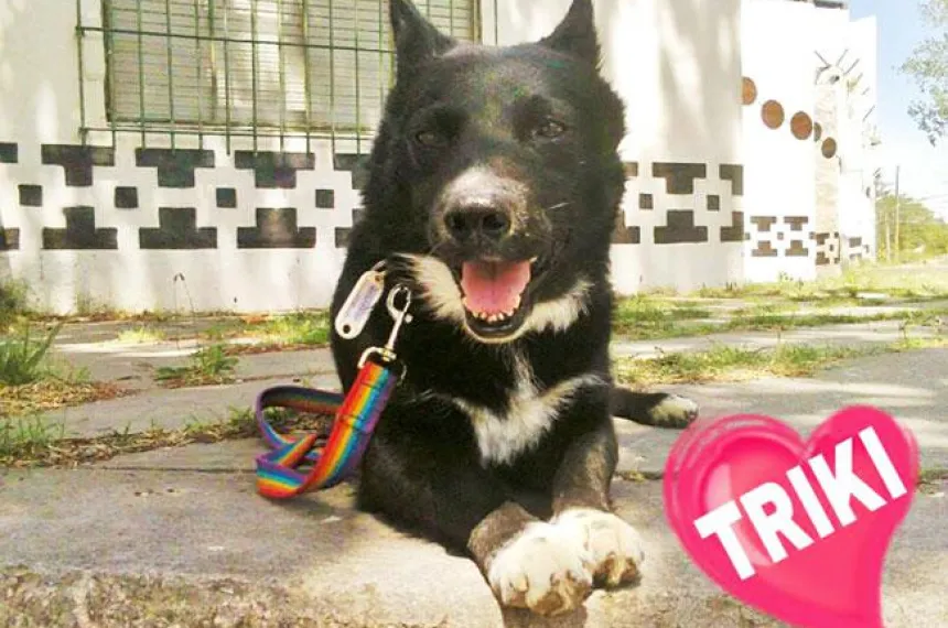 Murió "Triki", el perro de todos que no tenía dueño :: El Diario de La ...