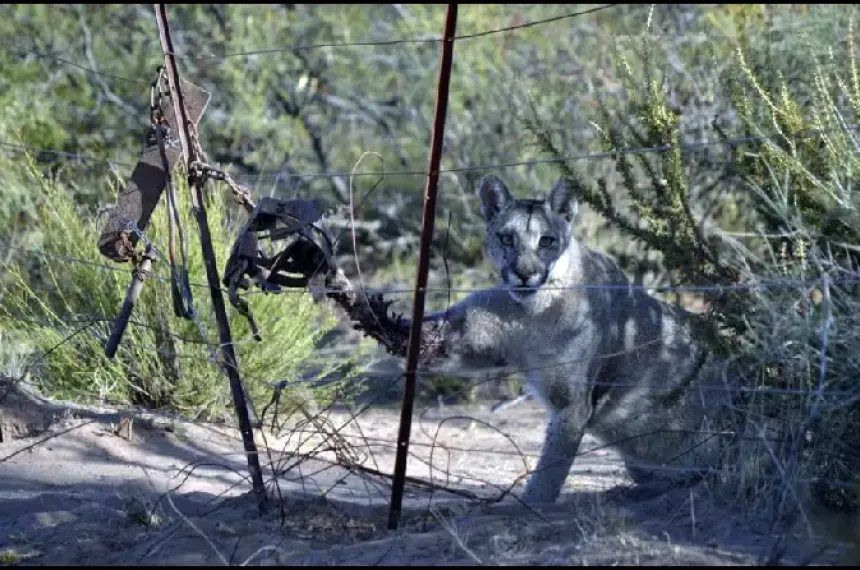 Murió Unelén, la puma que sobrevivió a una trampa y se convirtió en ...